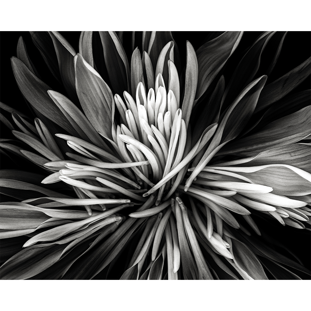 FLORA & FAUNA: ALLEGORIES OF NATURE, JUROR LIZ FUSCO - Huntington Arts ...